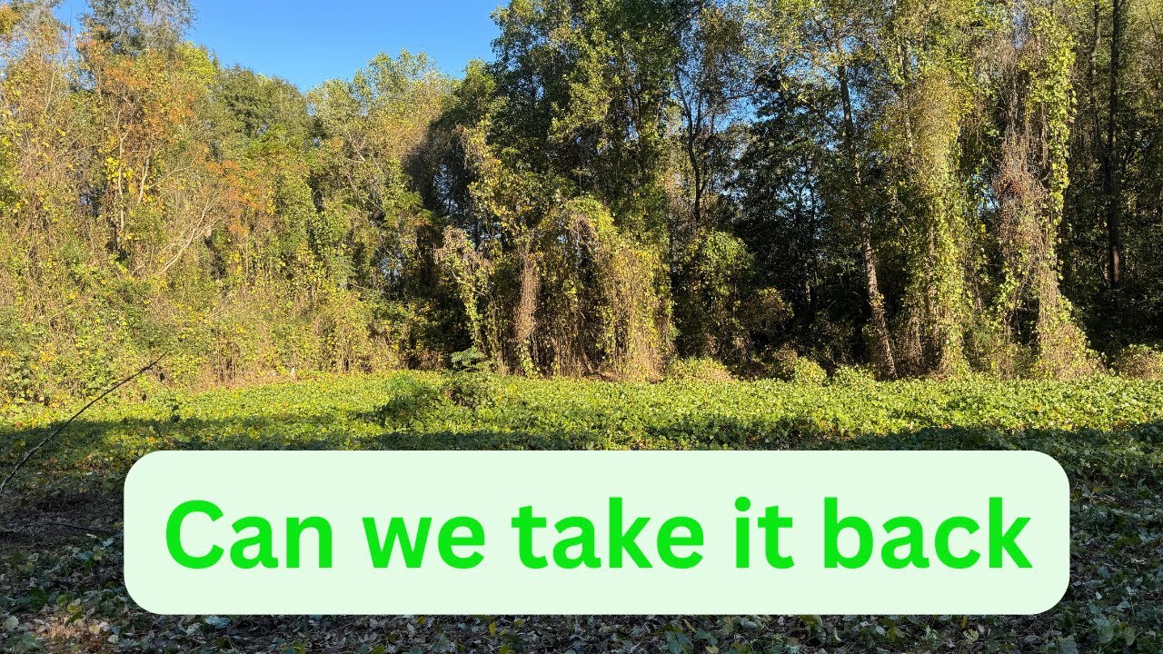 We’re Taking Back This Over Grown Field - YouTube