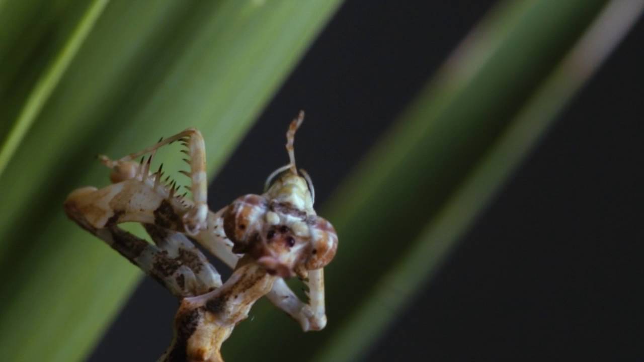 Cryptic mantis adult female, Sibylla pretiosa - YouTube