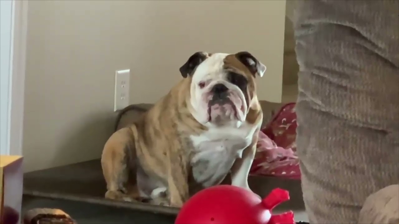Bulldog Caught on Camera Farting and Scaring Himself Then Running Away ...