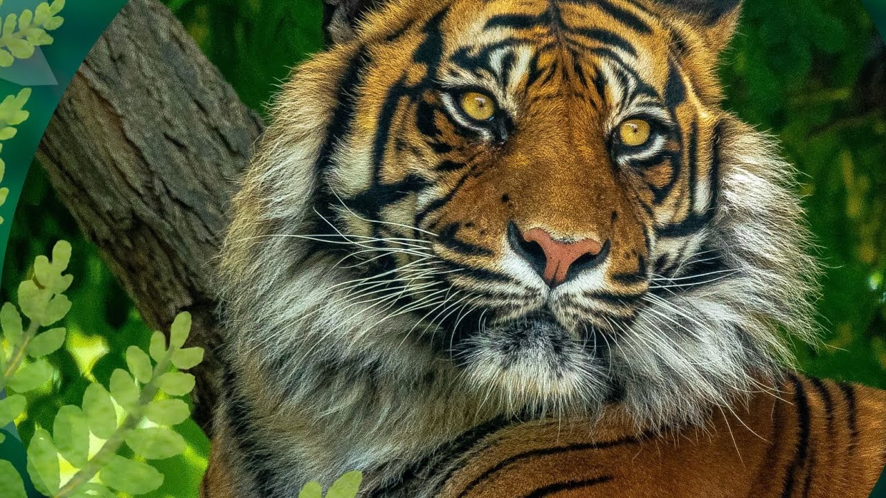 Tiger (Harimau), The King of the Forest - YouTube