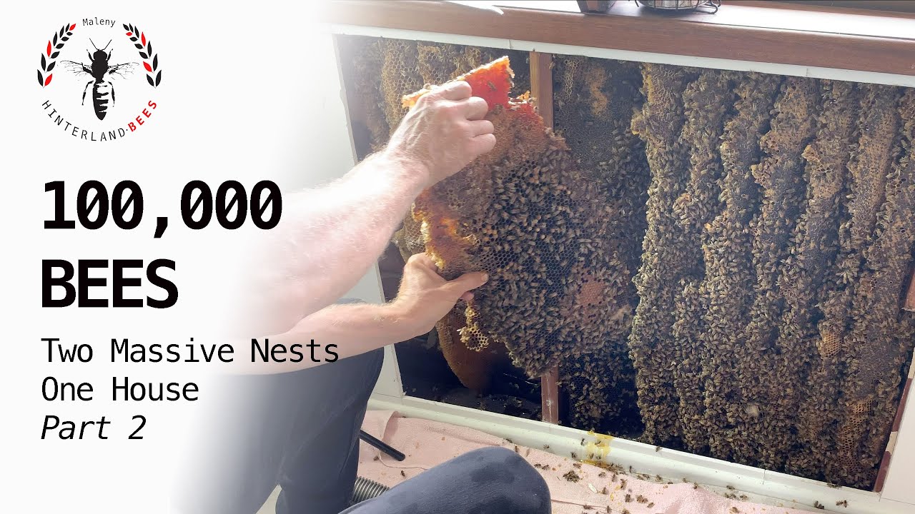 100,000 Bees in One House - Part 2 - YouTube
