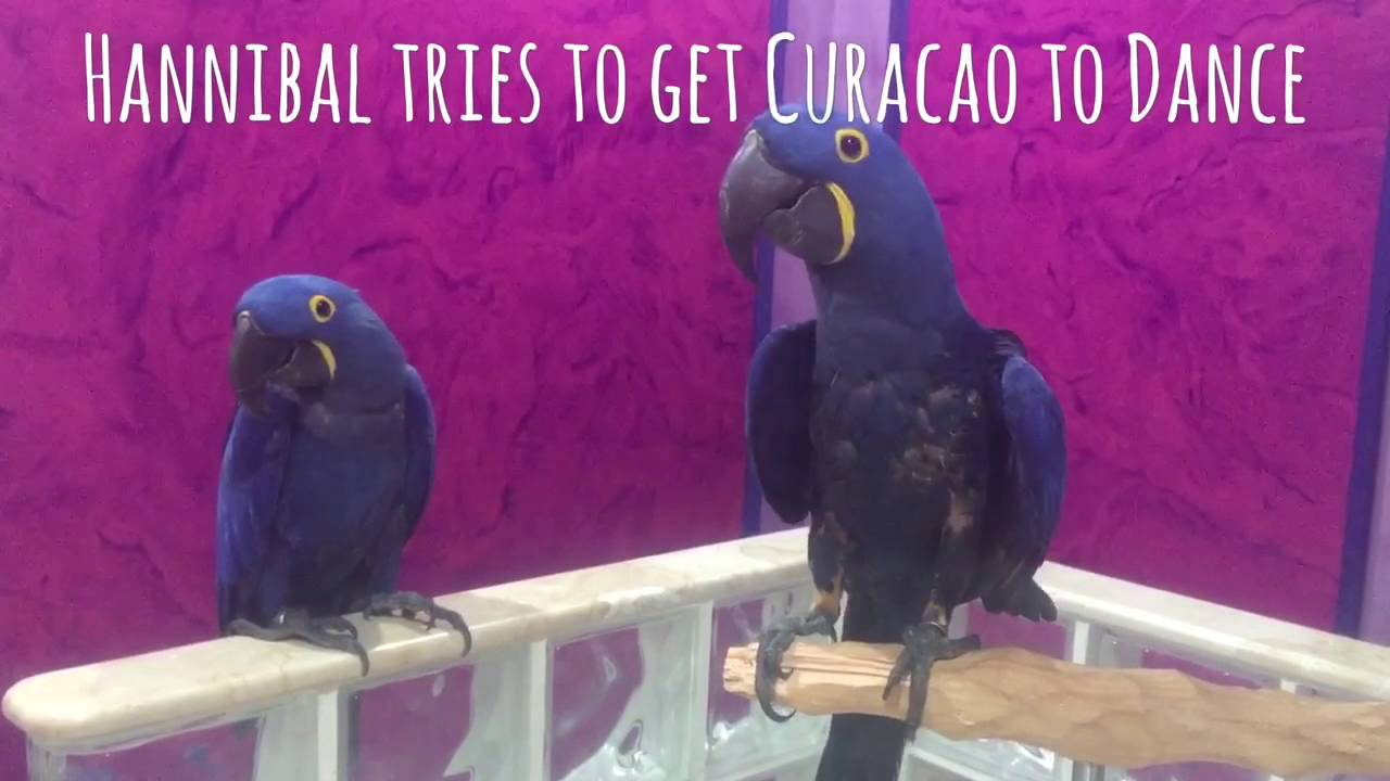 A Hyacinth Macaw Dancing Lesson - YouTube
