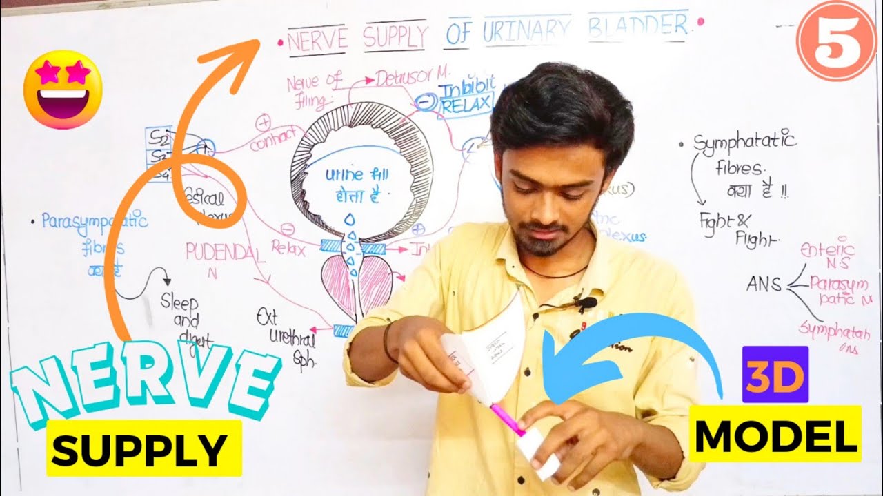 🤯URINARY BLADDER 3D ANATOMY | PART 5💥| Nerve Supply of Urinary Bladder ...