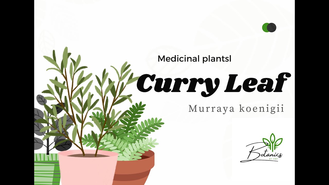 Curry Leaf. Healthy lifestyle video. Healthy lifestyle products. plants ...