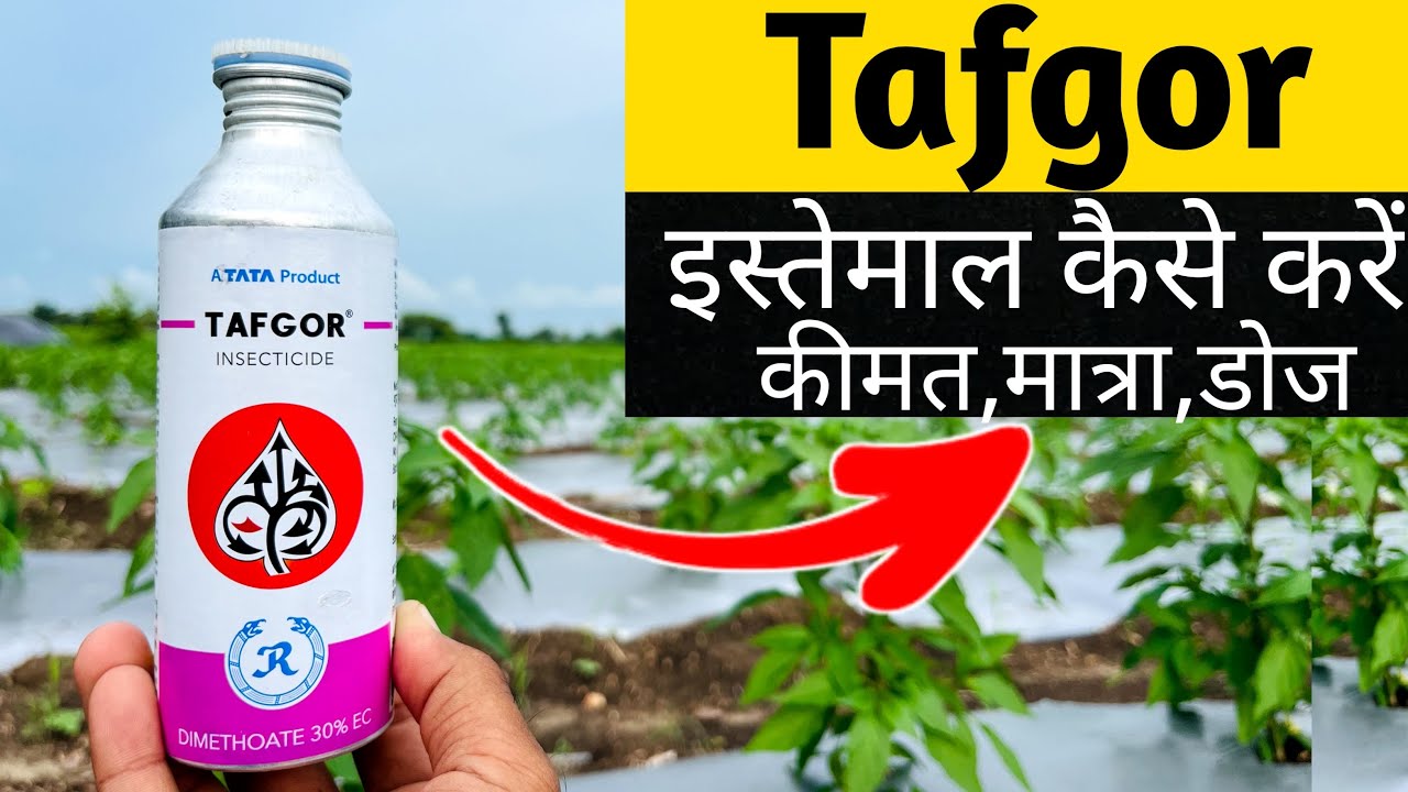 How to use Tafgor….Roger insecticide…टाटा टाफगोर का उपयोग - YouTube