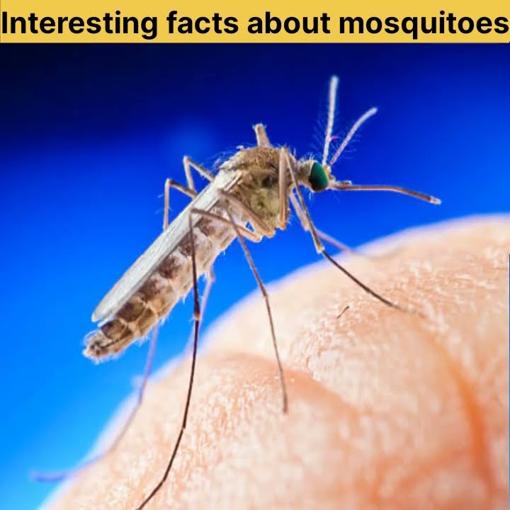 Interesting facts about mosquitoes || #shorts #facts #youtubeshorts ...