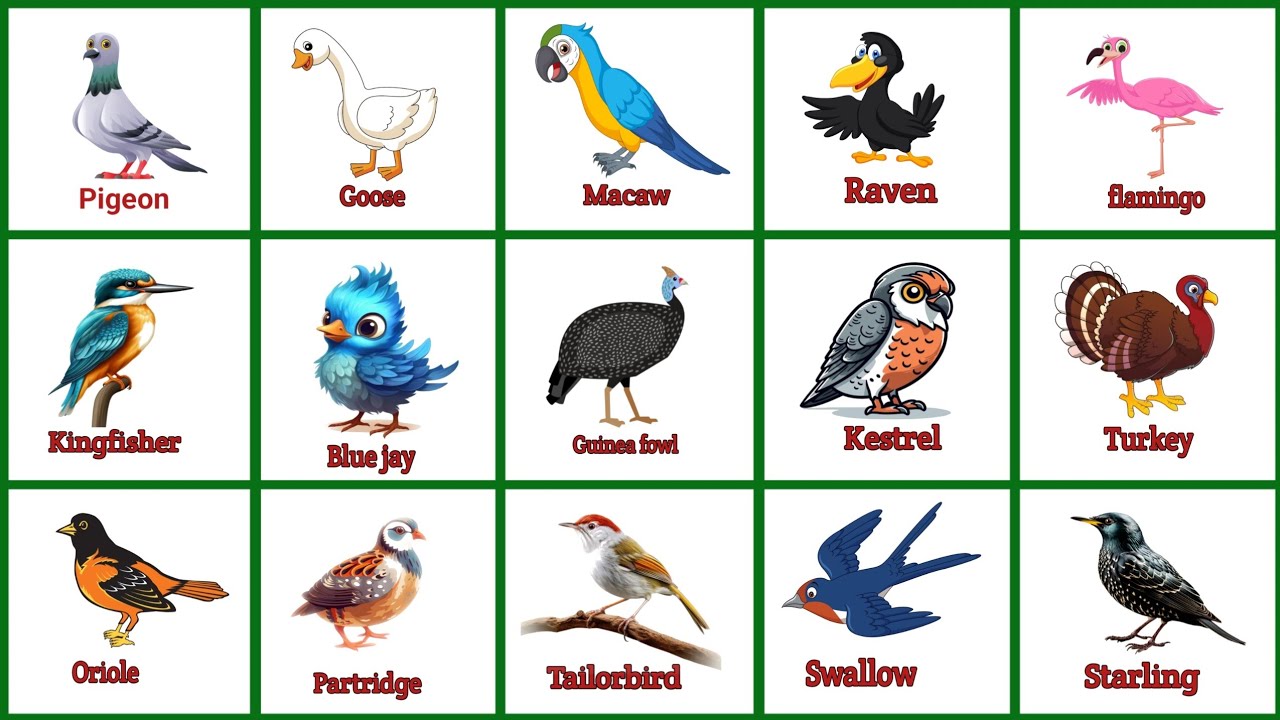 learn birds name | Beautiful Birds Name | birds name list - YouTube