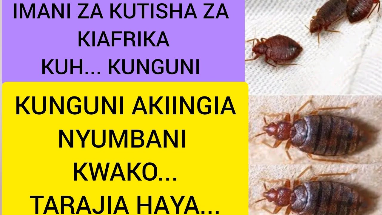 IMANI/MYTHS ZA KUOGOFYA KUHUSU KUNGUNI WANAPOINGIA NYUMBANI MWAKO ...