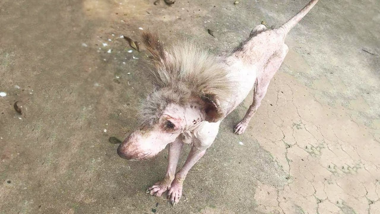 Abandoned Dog Who Suffers from Hypothyroidism and Severe Skin Problem ...