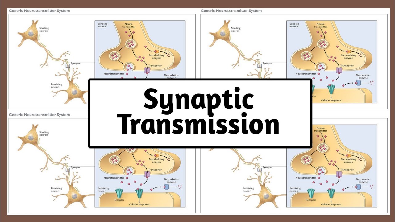 Synaptic Transmission In Medical Physiology For MBBS Students - YouTube