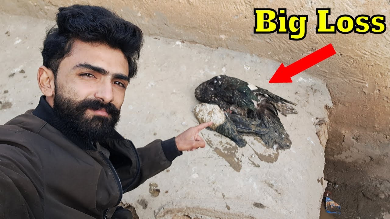 Big Loss! King Irani Male Duck No More😪@shehrmaindihat - YouTube