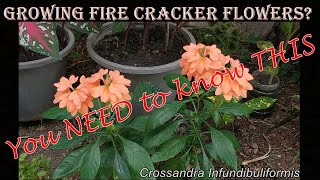 How to Grow Crossandra Seeds - Firecracker Flower