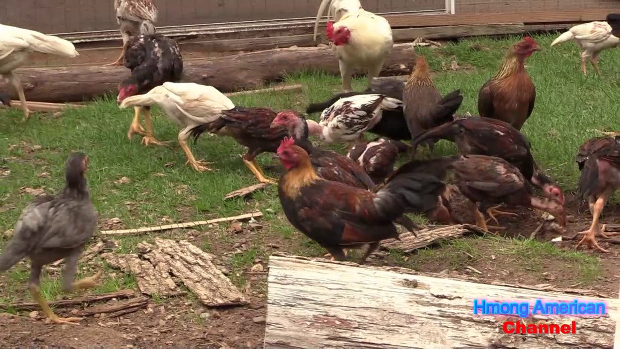 Hmong USA Chicken Farm Hmoob Yug Qaib Nyob Meskas Teb - YouTube