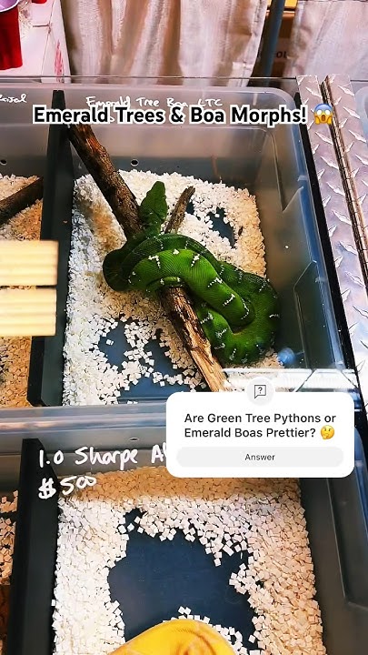 🐍 Emerald Tree Boa or Green Tree Python? 🤔 - YouTube