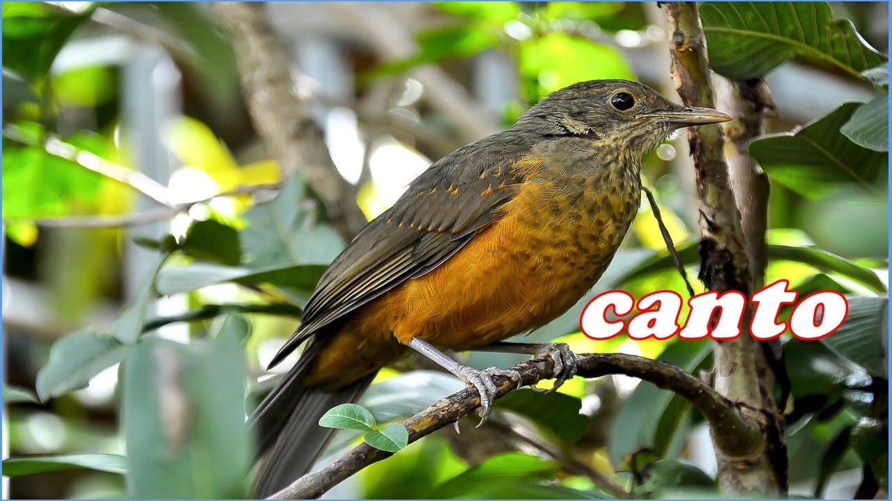 CANTO TIMIDO DO SABIA LARANJEIRA NA NATUREZA (Turdus rufiventris) - YouTube