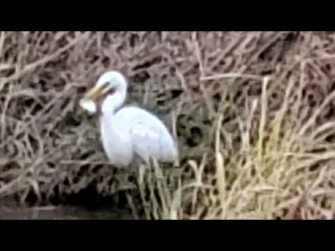 큰 백로가 큰 물고기를 잡는다. The Bic bird catches the bic fish. - YouTube