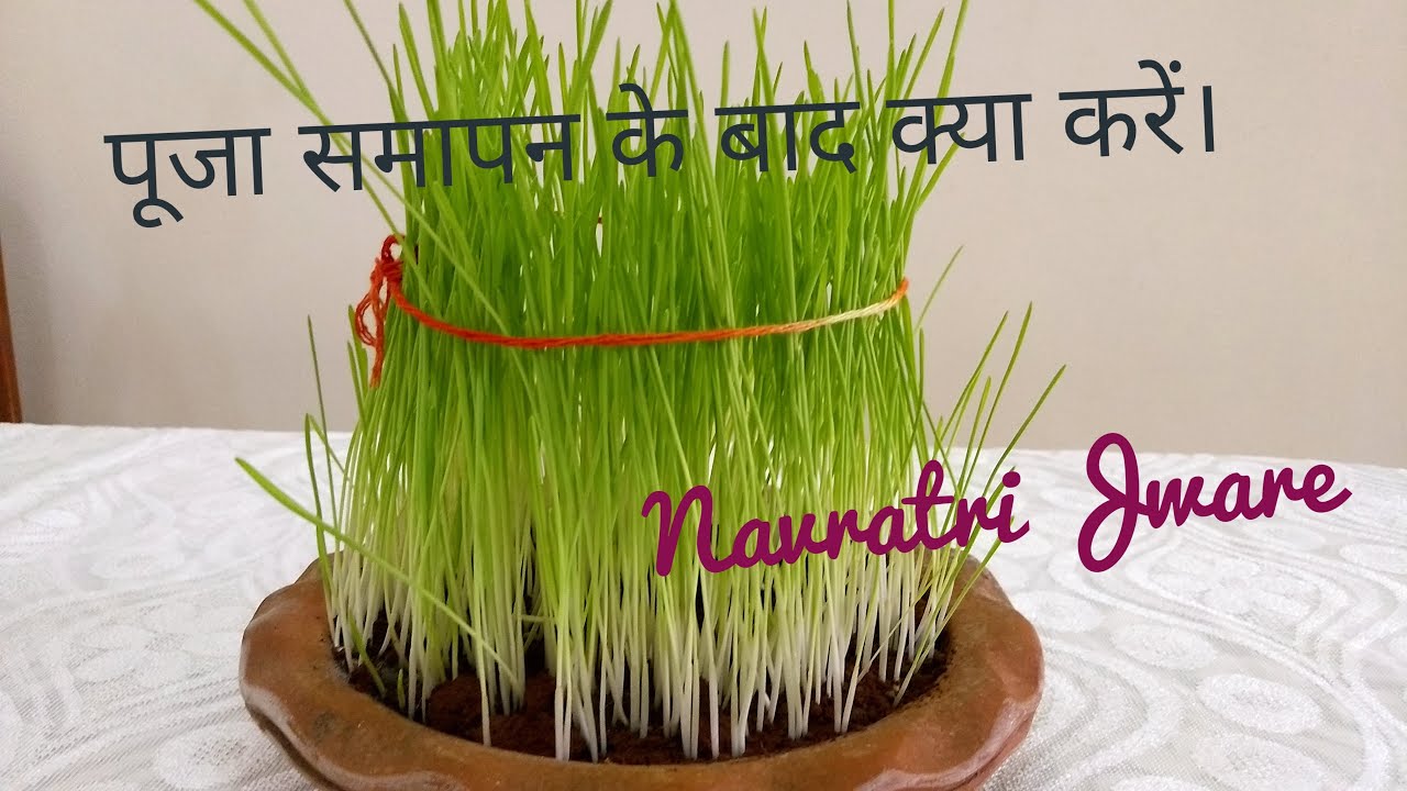 Navratri Jware | jaware | Navratri Jware visarjan| नवरात्री पूजा समापन ...