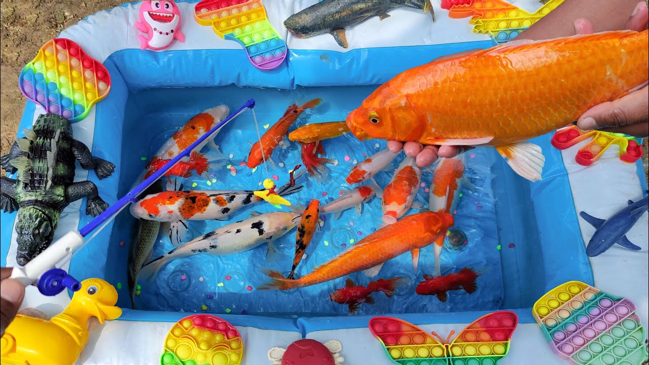 Menangkap Ayam Lucu, Ayam Rainbow, Bebek, Itik, Ikan Hias, Ikan Cupang ...