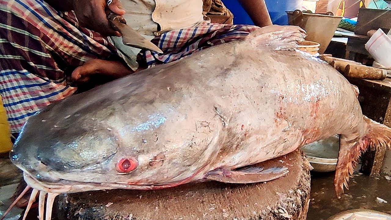 Amazing Giant CATFISH Cutting Skills In Fish Market | Catfish Fish ...