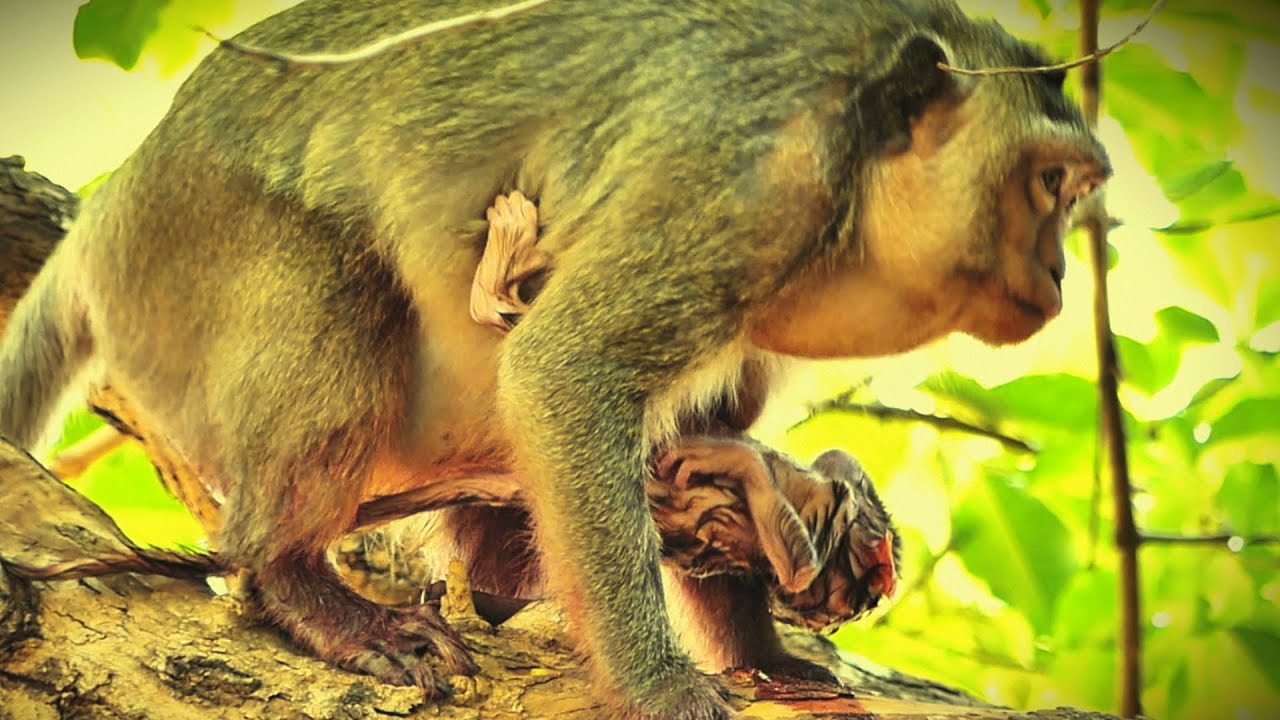 Amazing mother monkey gives birth safely - YouTube