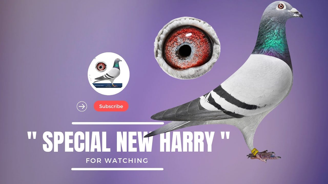 " Special New Harry " Supreme Racing Pigeon Breeder For Sale In Herbots ...