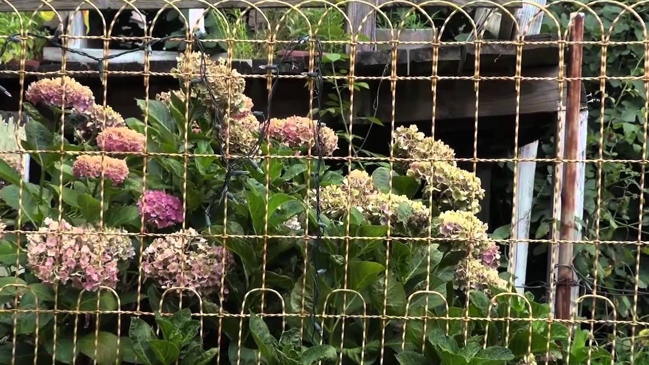Sony NX30U - Chromatic Aberration - YouTube