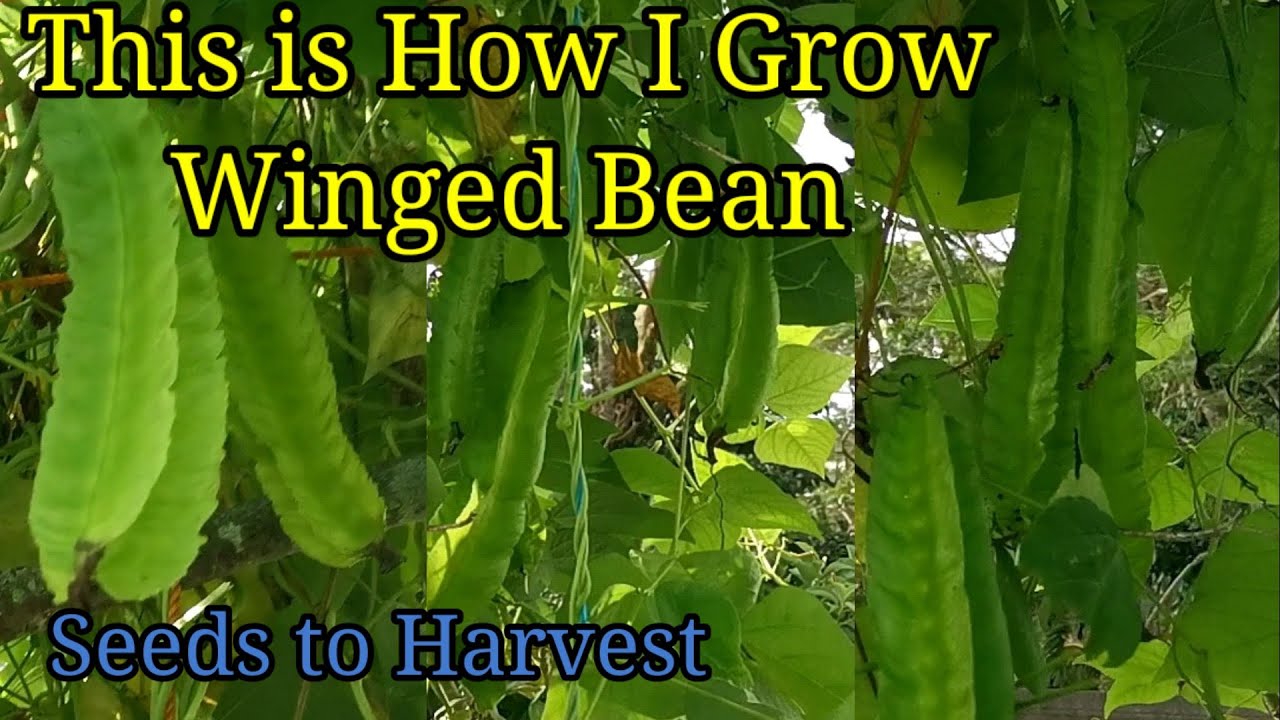 RECYCLING PLASTIC CONTAINER TO GROW WINGED BEAN / Blended Food waste as ...