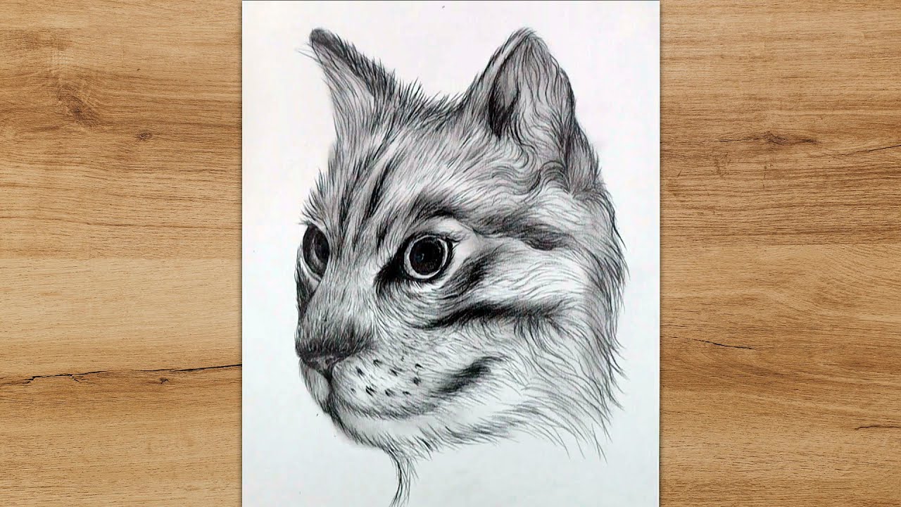 How to Draw a Cat Head for Beginners | Pencil Drawing Tutorial - YouTube