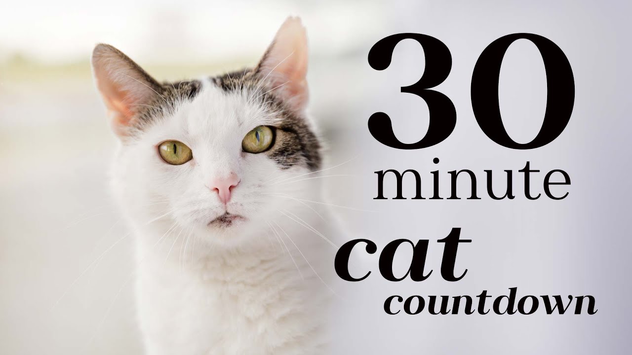30 Minute Cat Countdown Timer - YouTube