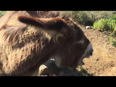 THE STORY OF BALDOMERA - YouTube