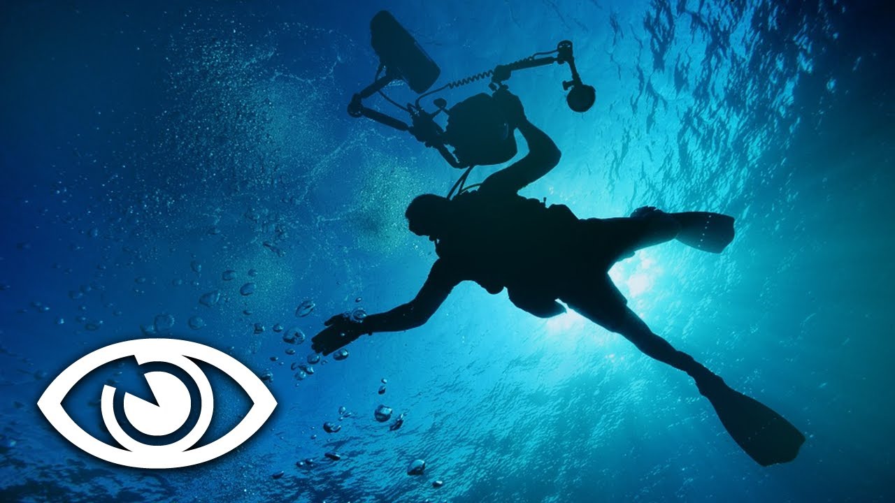 Ocean Underwater Scuba Diving Videos / Pack #1 – Copyright Free ...