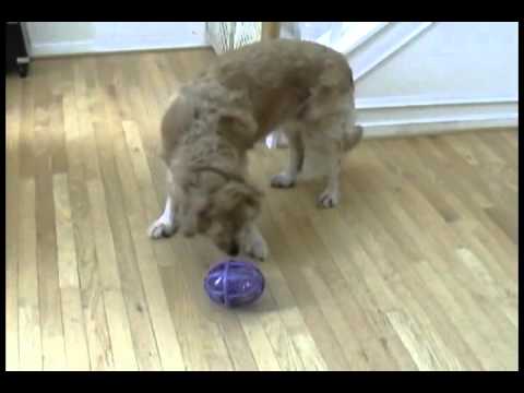 Bola dispensadora de comida Kibble Nibble para perros - YouTube