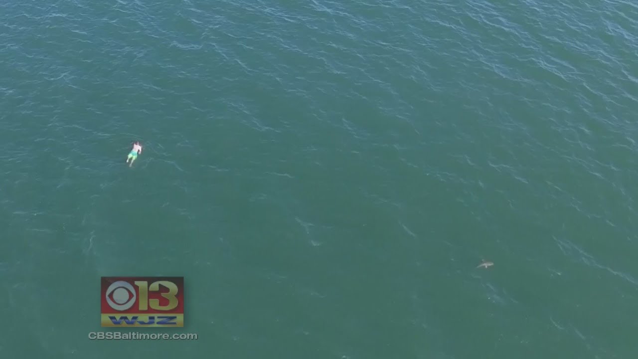 Police Catch Man Swimming Alongside Shark Following Police Pursuit ...