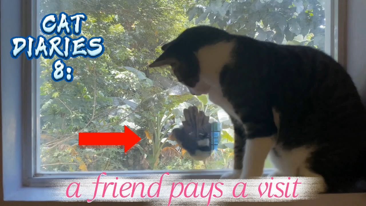 CAT DIARIES 8: A FRIEND PAYS A VISIT - YouTube