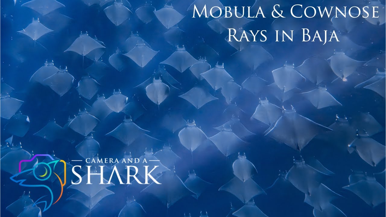 Mobulas and Cownose Rays in Baja Jun2023 - YouTube