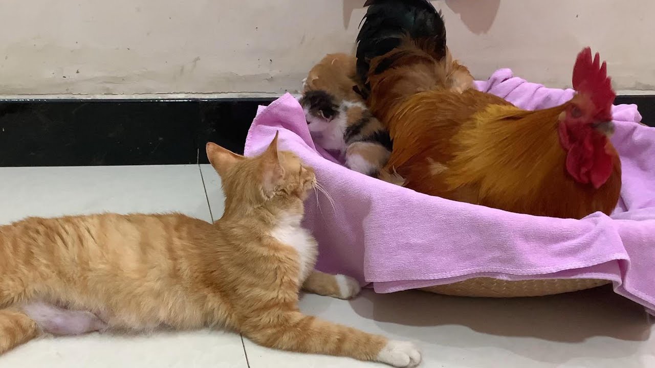 The Amazing cat treats rooster as best friend and lets rooster take ...