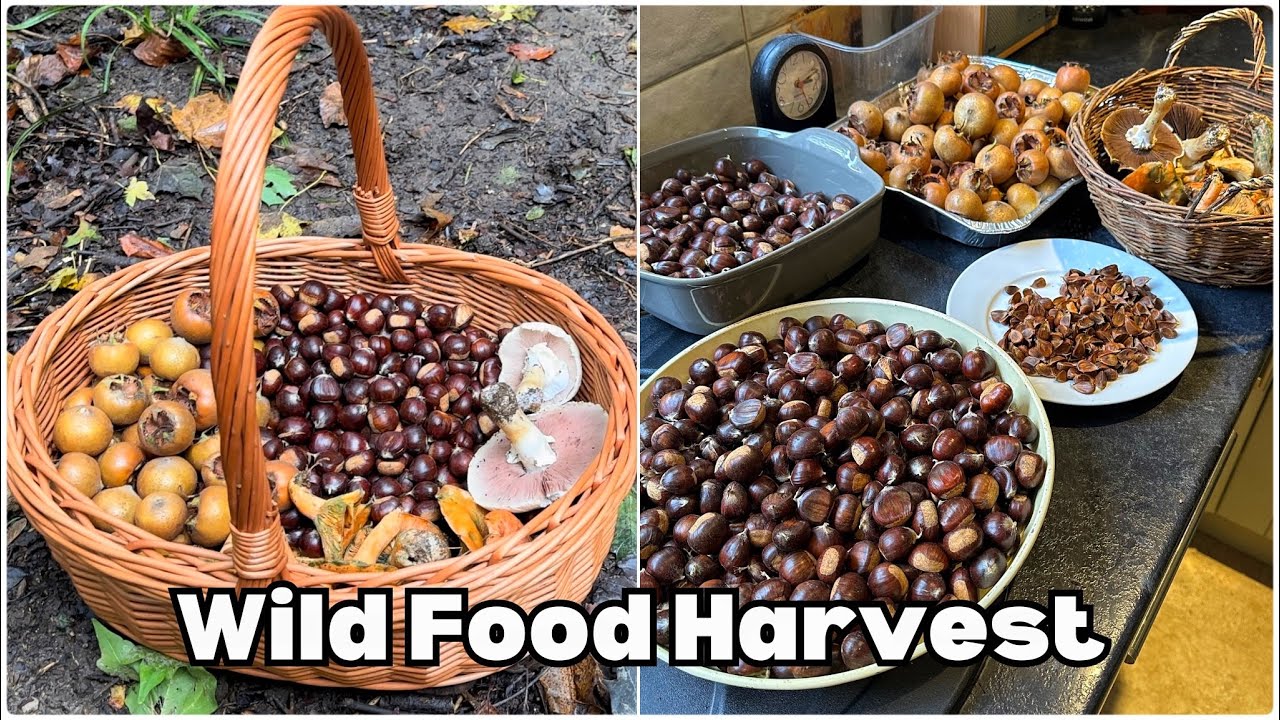 Foraging Walk in Autumn- Nuts / Fruits / Mushrooms - YouTube