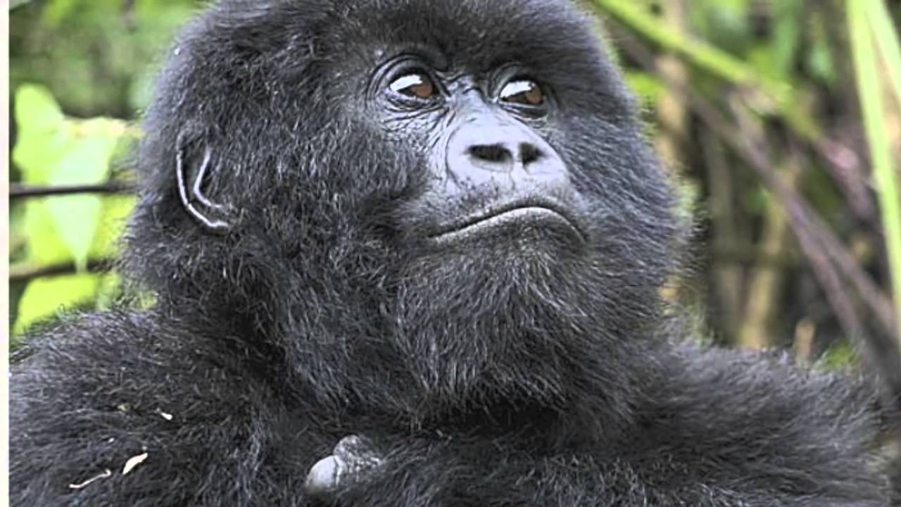 123 Gorilla project 456 - YouTube