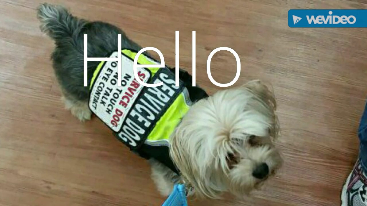 Service dog how to train DPT - YouTube