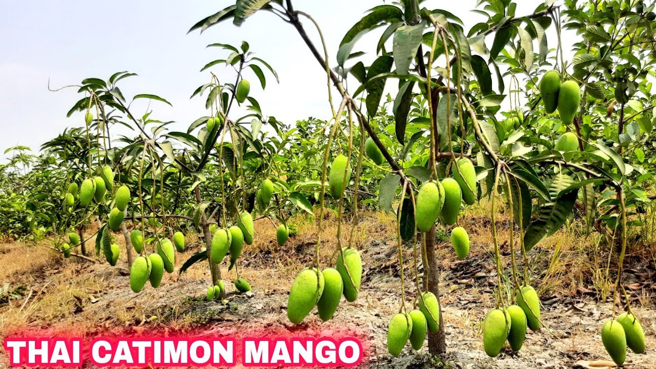 Thai Catimon Mango Plant/ Katimon Mango Farming/ Catimon Mango Plant ...