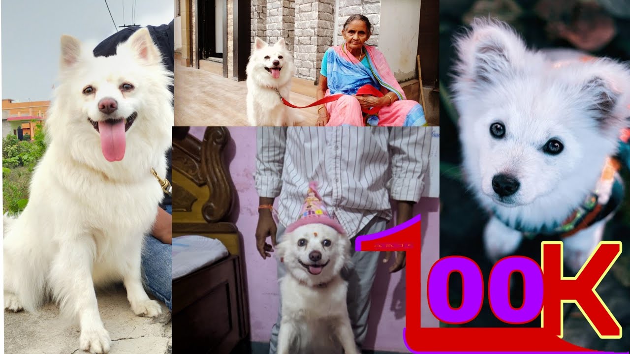 How to train you Indian spitz dog 🐕 - YouTube