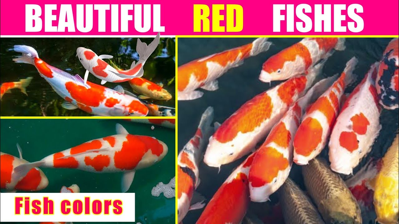 Beautiful red color fish ponds ||fish pond||Fishing ||mahi ||shark ...