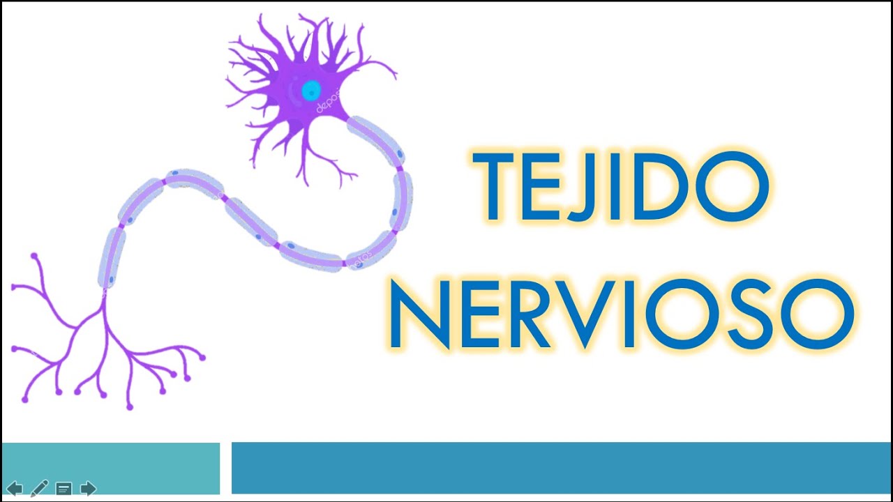 TEJIDO NERVIOSO: La Neurona - YouTube