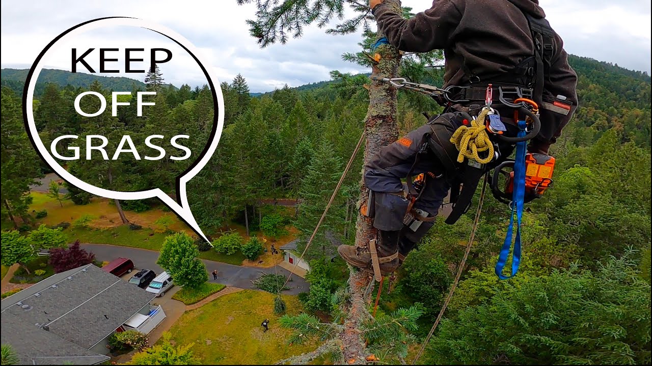 "My Tree is Too Tall” (we hear this all the time) - YouTube