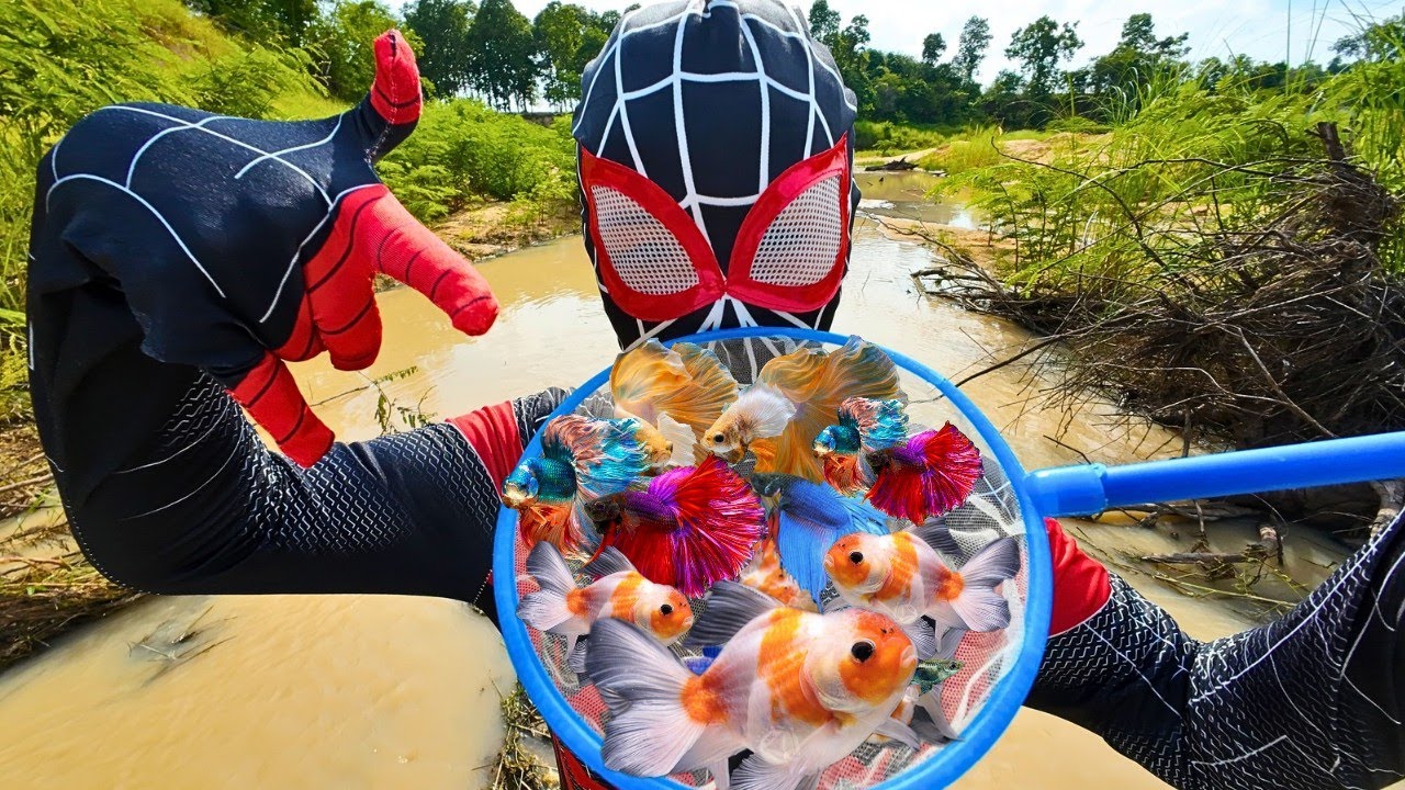 Spider man Fish Amazing goldfish, beautiful fish, cute fish, rainbow ...