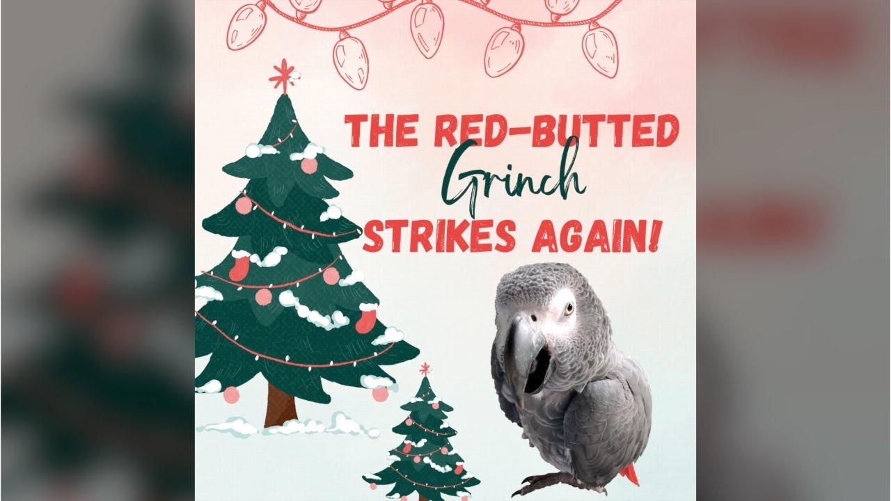 The Red-butted Grinch Strikes Again! - YouTube