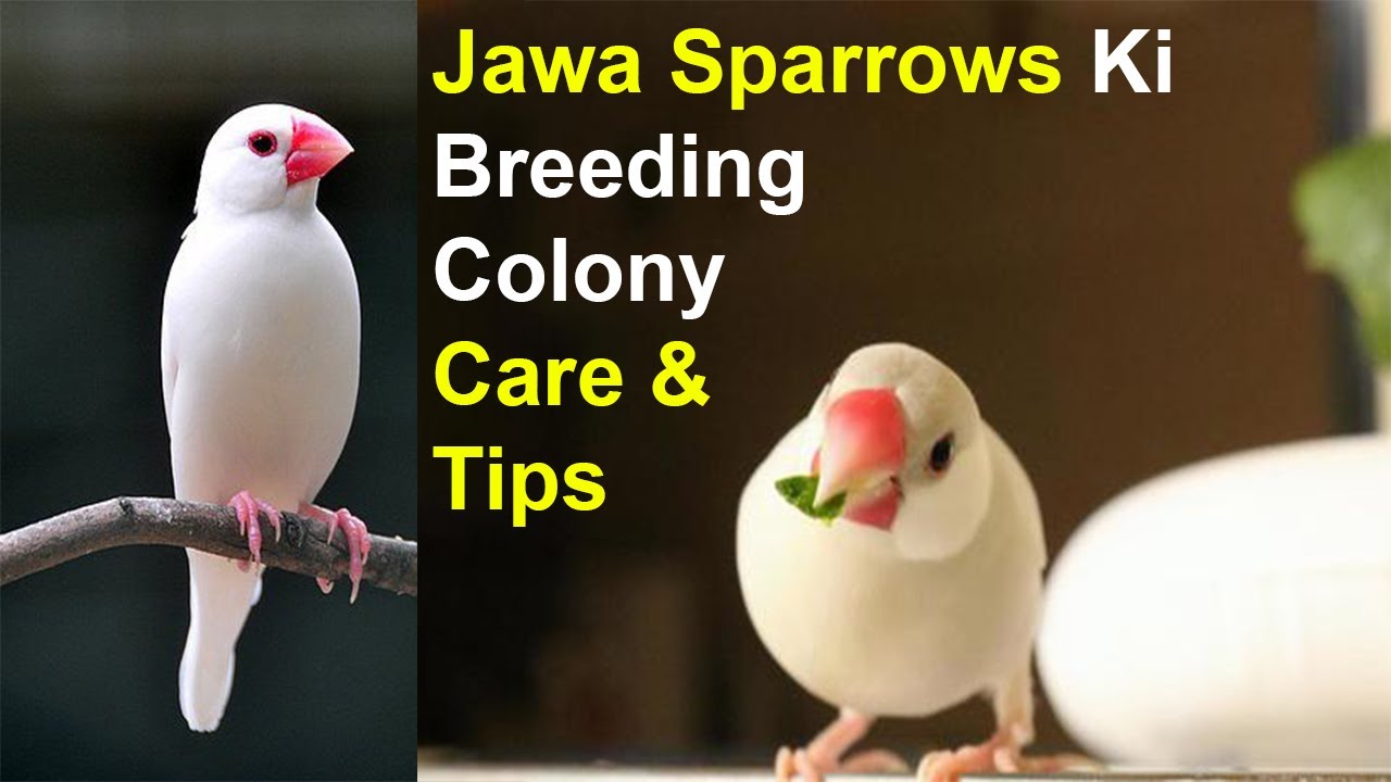 Breeding Java Sparrows Made EASY | Java Ki Breeding Colony | Aqeel Birds House - YouTube