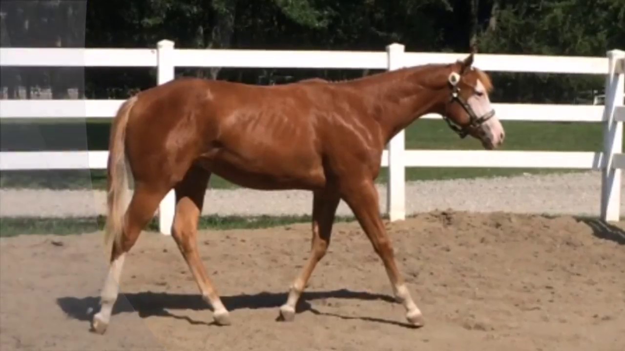 2015 APHA Gelding by CR Good Machine - YouTube