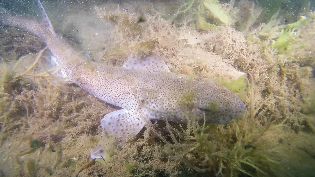 Babbacombe Shore Dive 15th July 2017 - YouTube