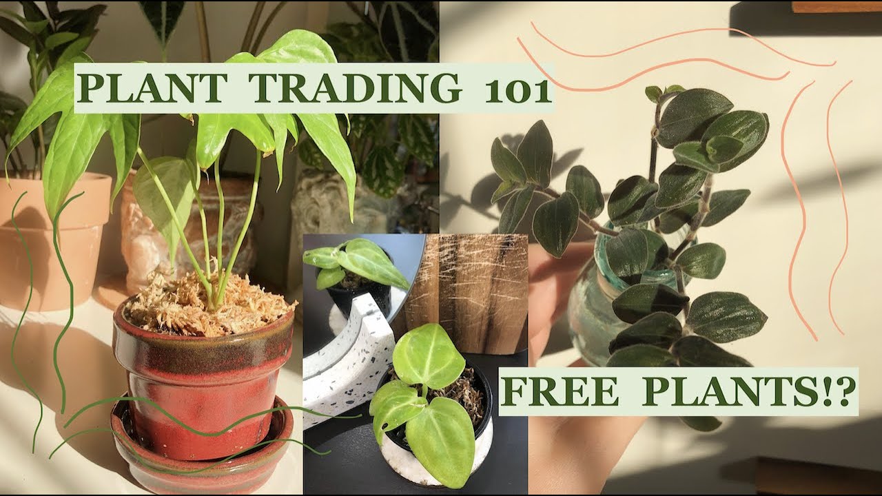 PLANT TRADING 101 | how to score your dream plants for FREE!! - YouTube